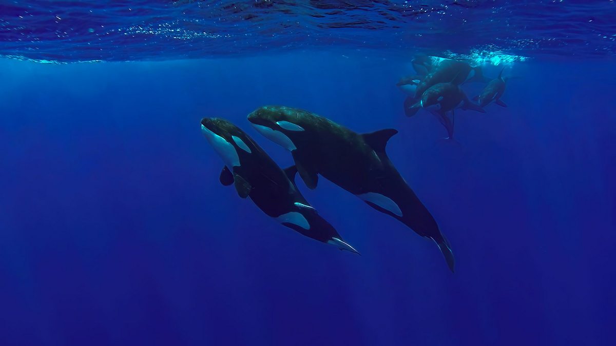 BBC World Service - Discovery, Tooth and Claw: Killer Whales - nwspf.com